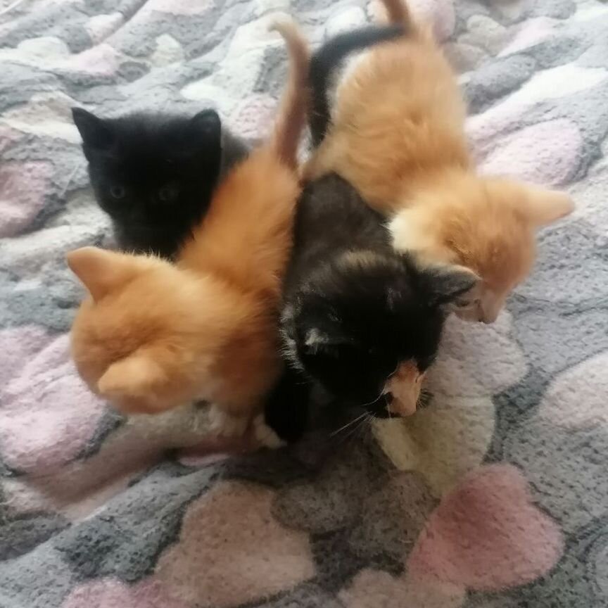 Котята