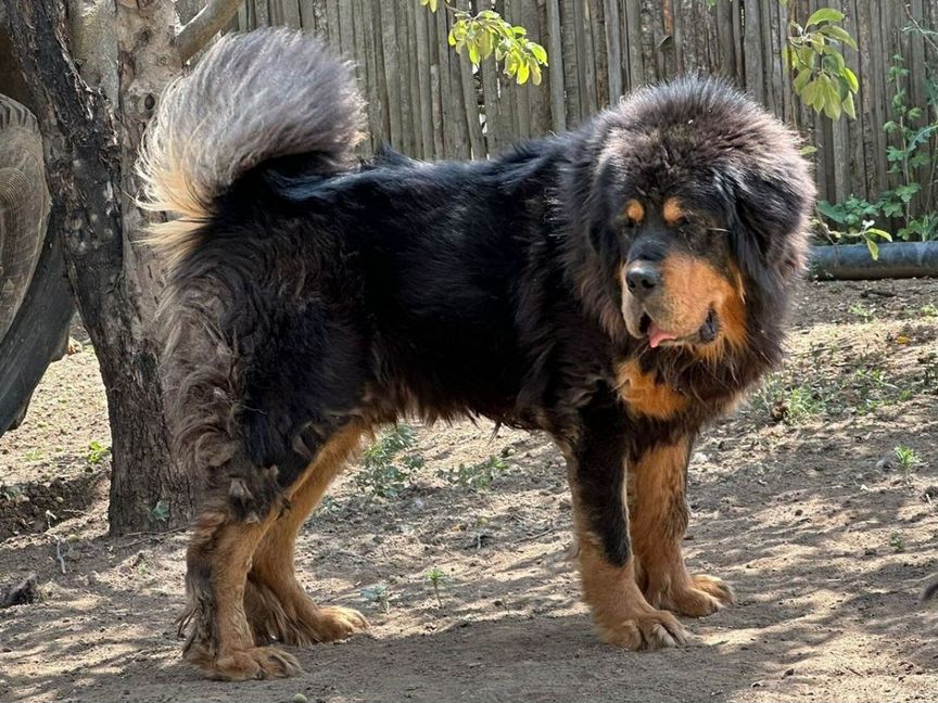Огромный тибетский мастиф
