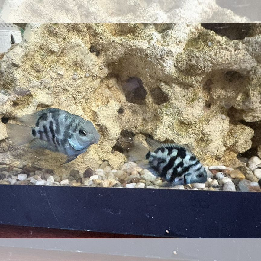 Сапфировый попугай