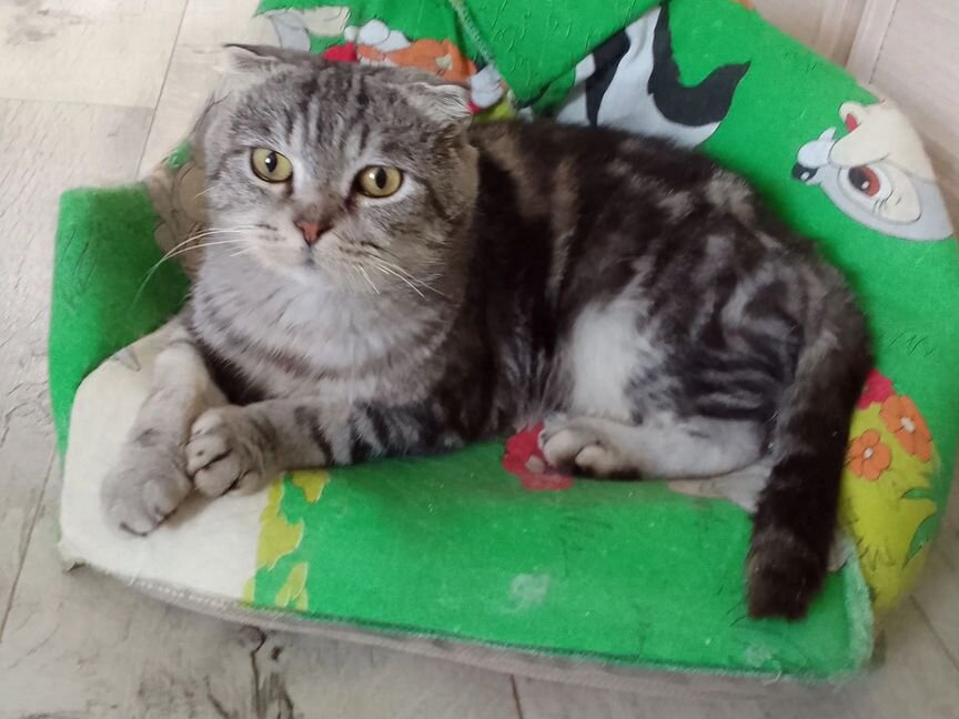 Кот в добрые руки