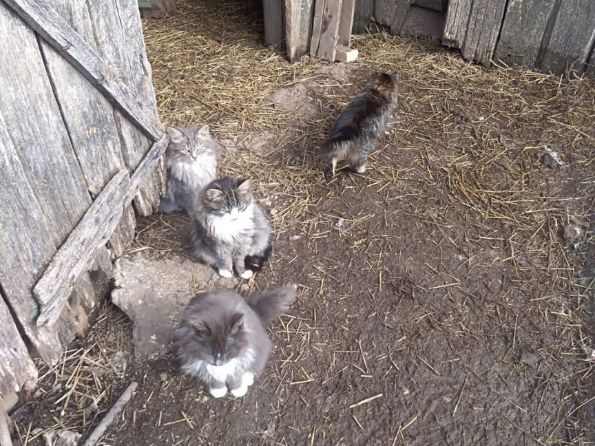 Котята в добрые руки