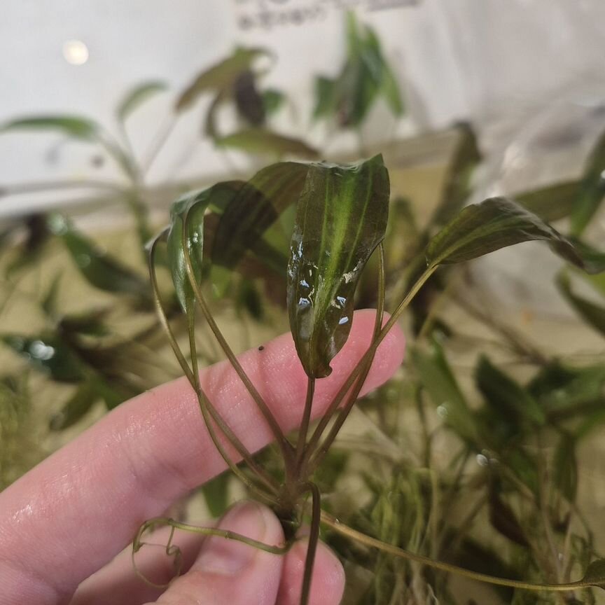 Аквариумное растения, папоротники, мхи