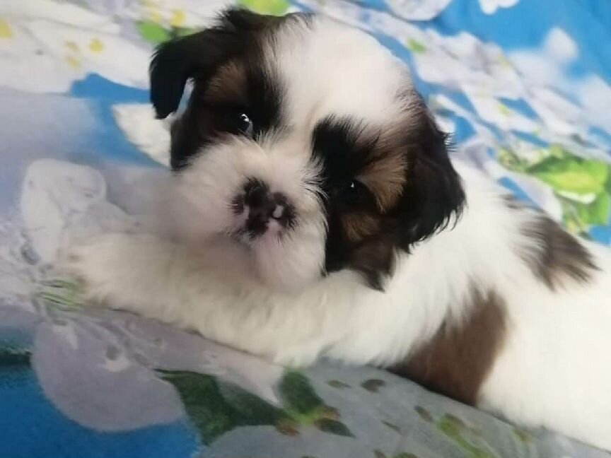 Куклята Ши-тцу