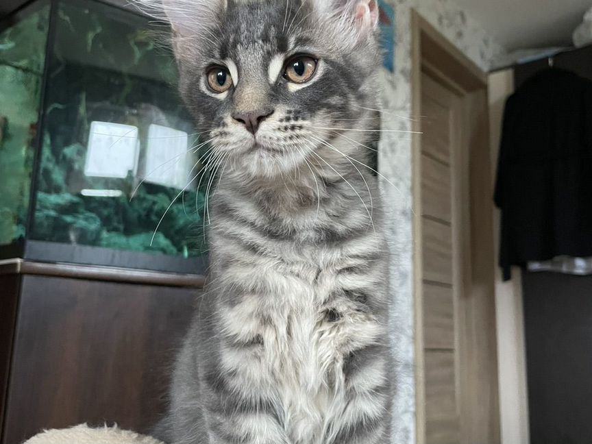 Котенок Мэйн куна