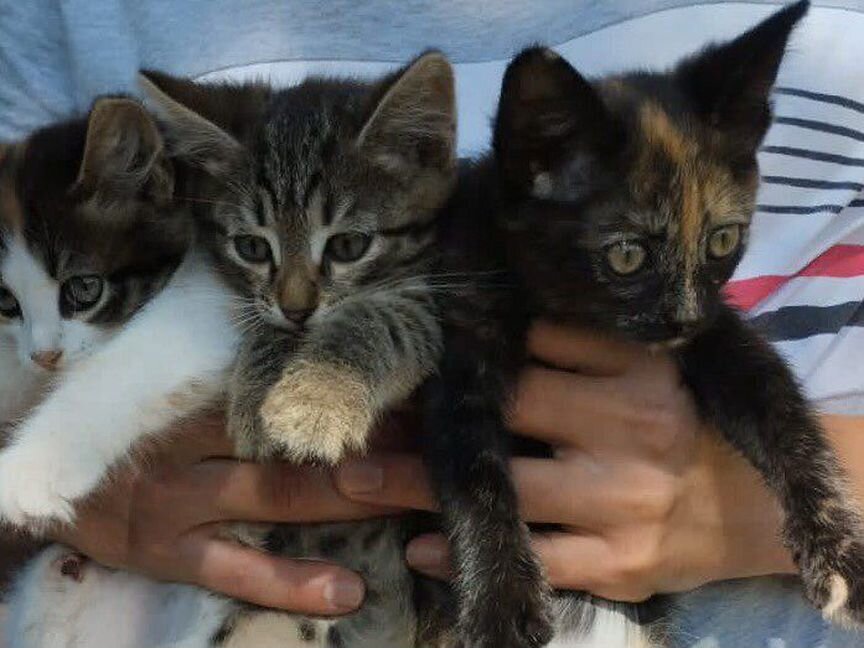Котята девочки ищут свои семьи