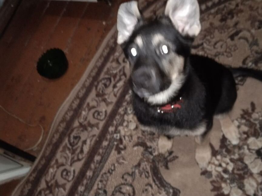 Восточноевропейская овчарка