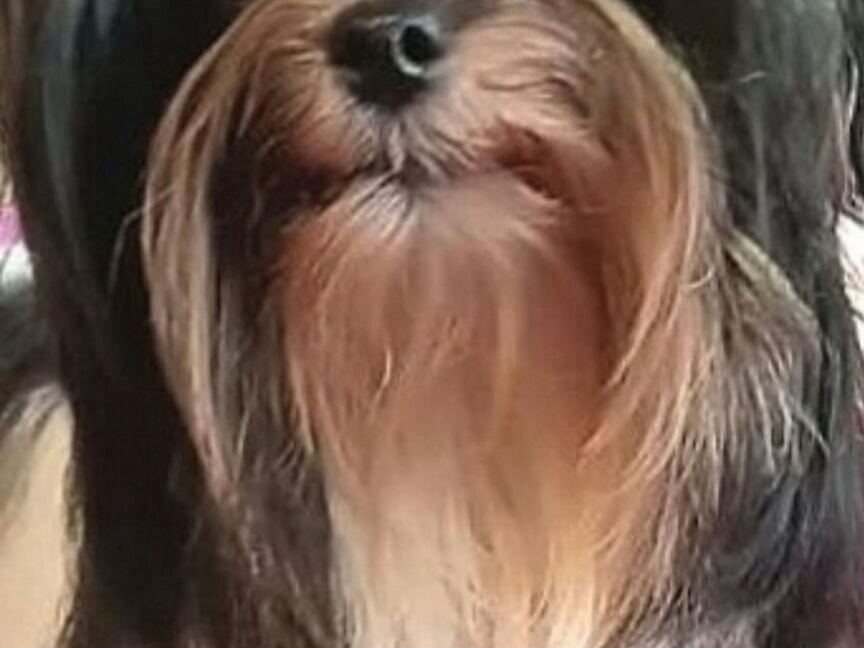 Бивер вязка