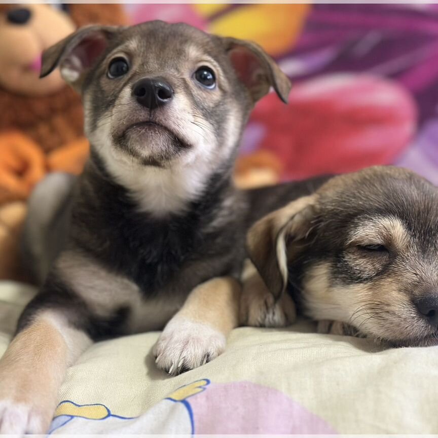 Щенок в добрые руки