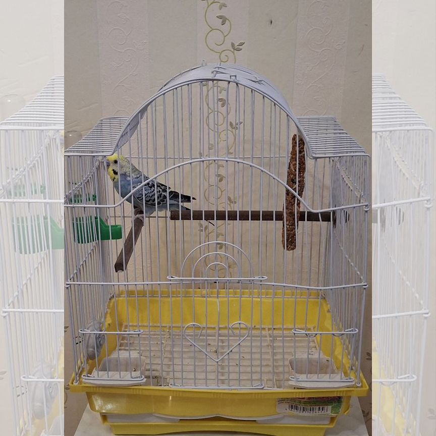 Волнистый попугай с клеткой