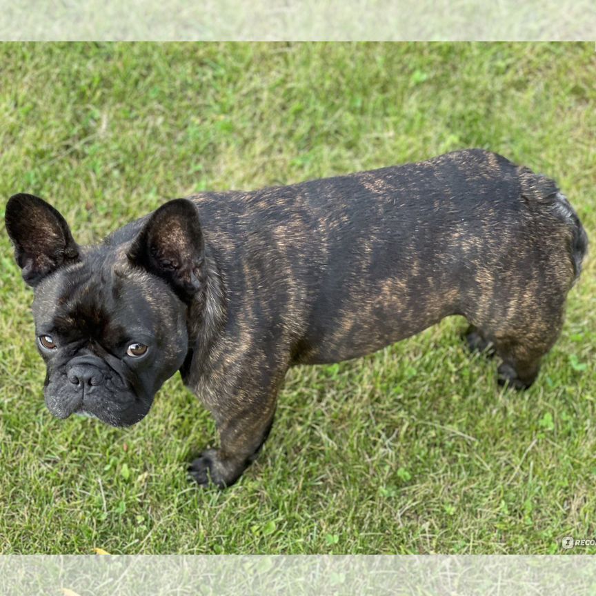 Французский бульдог, взрослый пёс