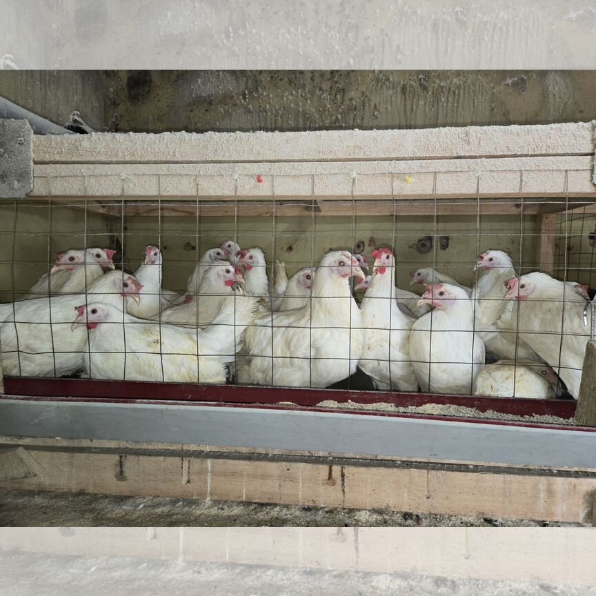 Куры молодки несушки