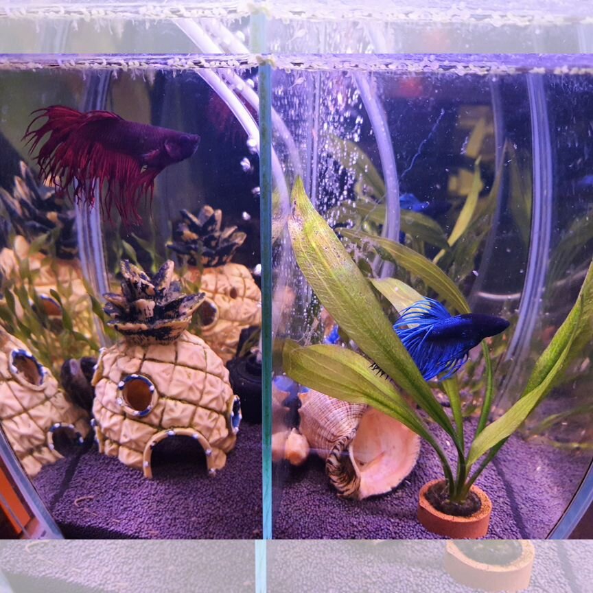 Аквариум (два отделения)