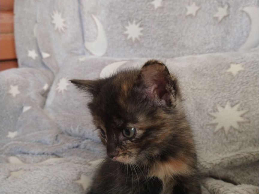 Котята в добрые руки 1 месяц