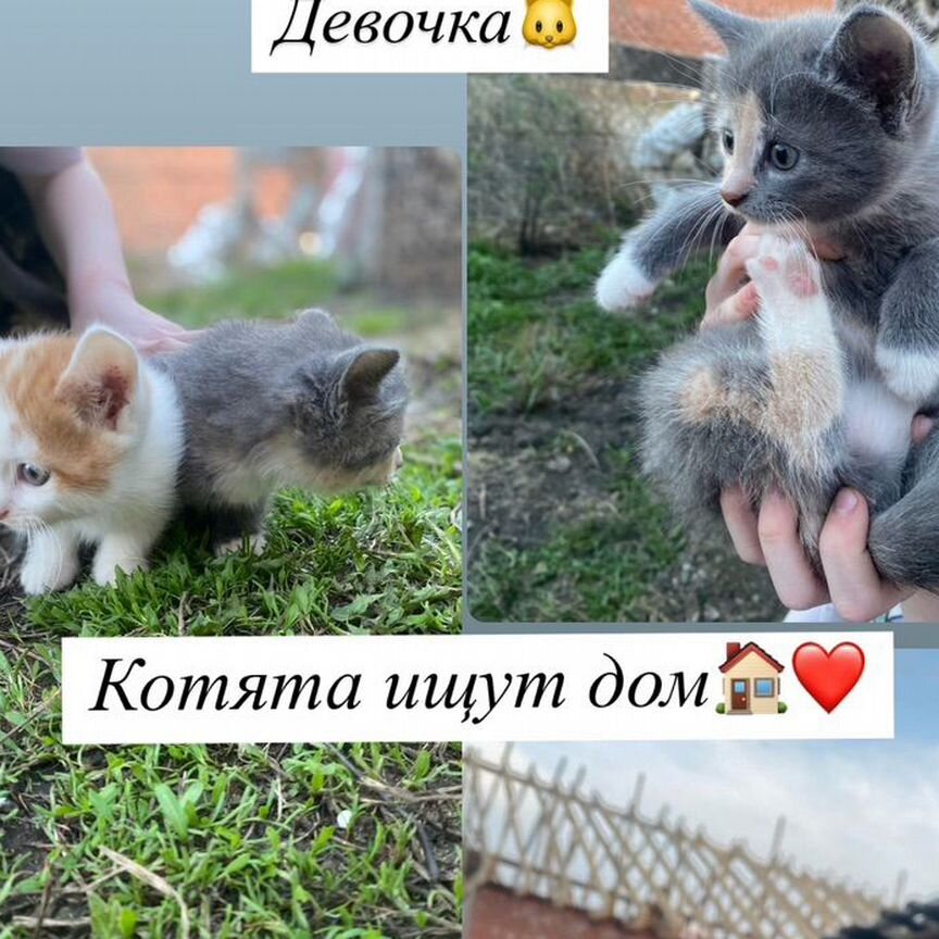 Котята