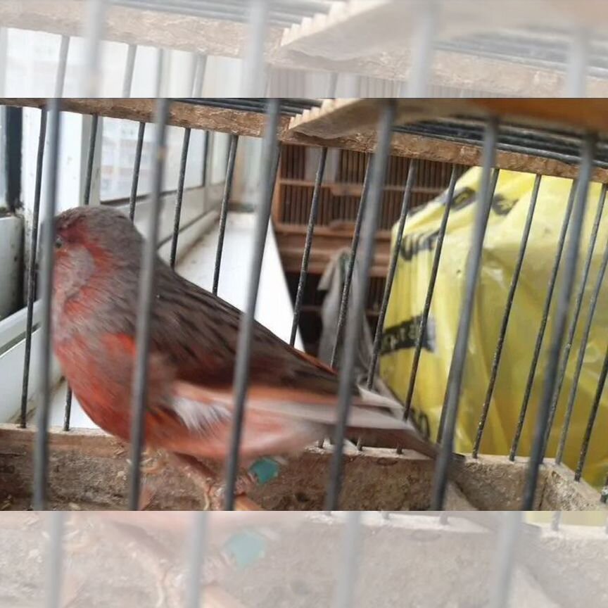 Кенар и канарейки