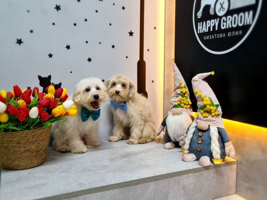 Парни Мальтипу Ф1