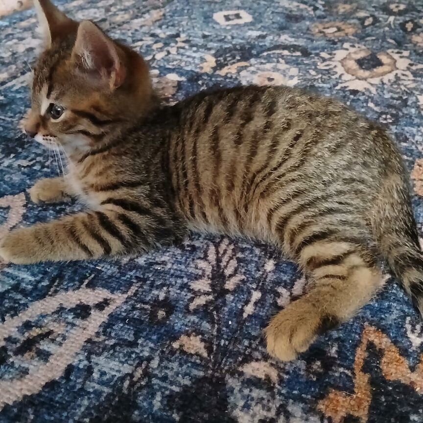 Отдам котенка в добрые руки