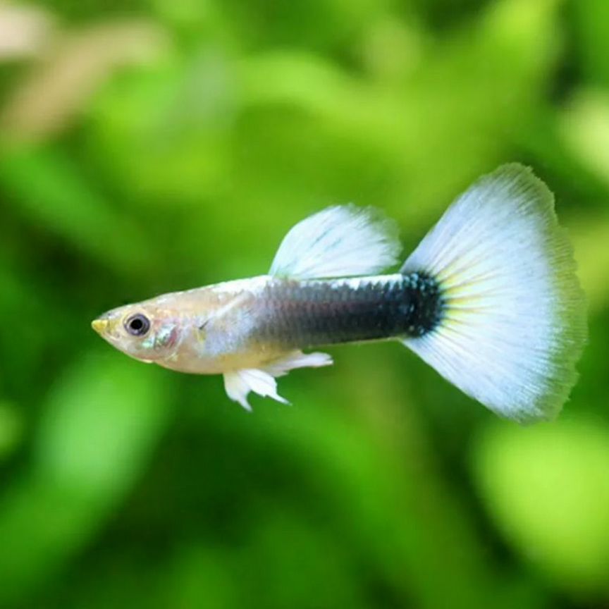 Гуппи Канада рыбки аквариумы растения магазин