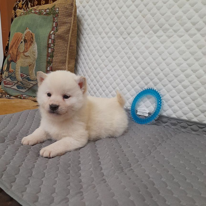 Снежок Сиба ину мальчик