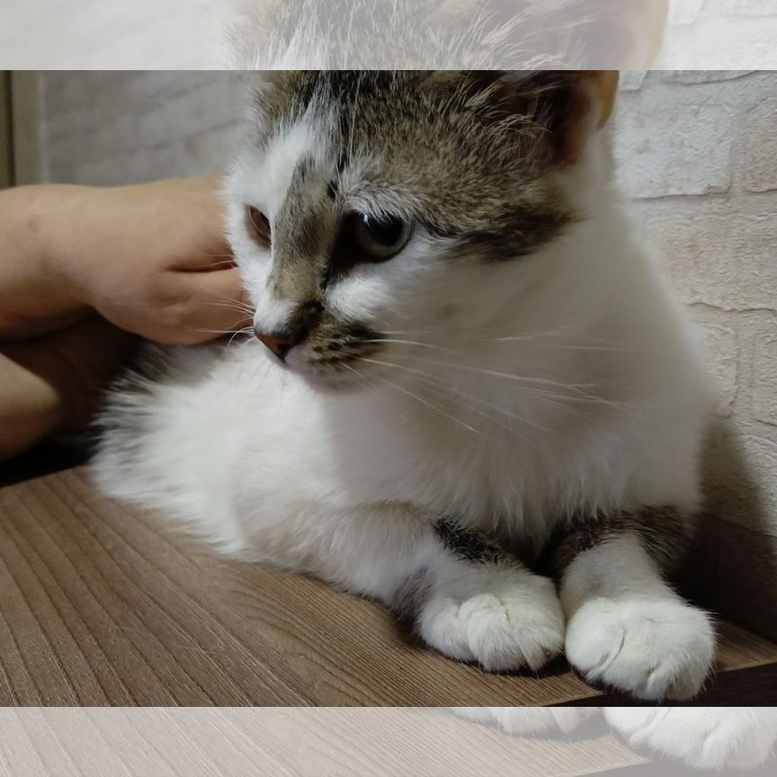 Взрослая, кошка в добрые руки