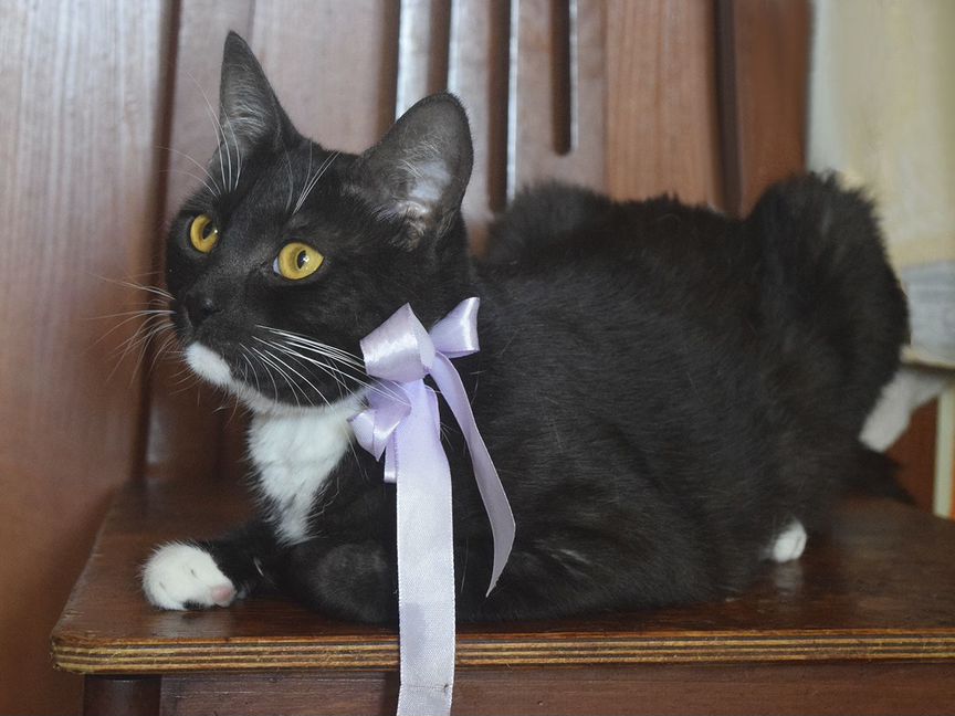 Кошка-подружка