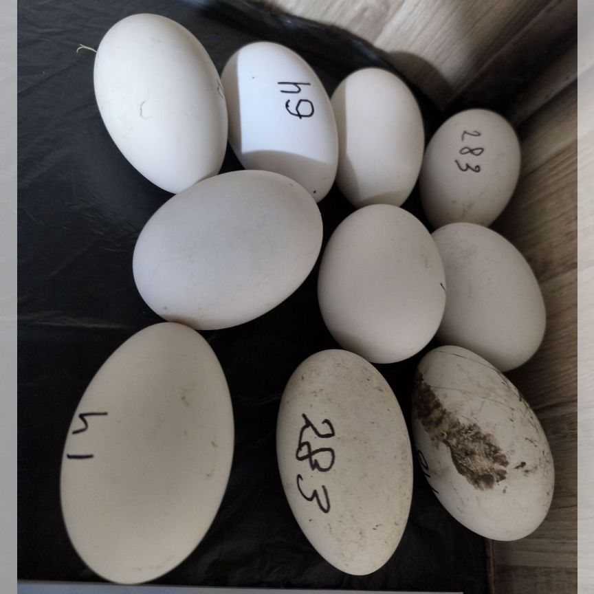 Инкубационное яйцо гусей Холмогоров, Линда