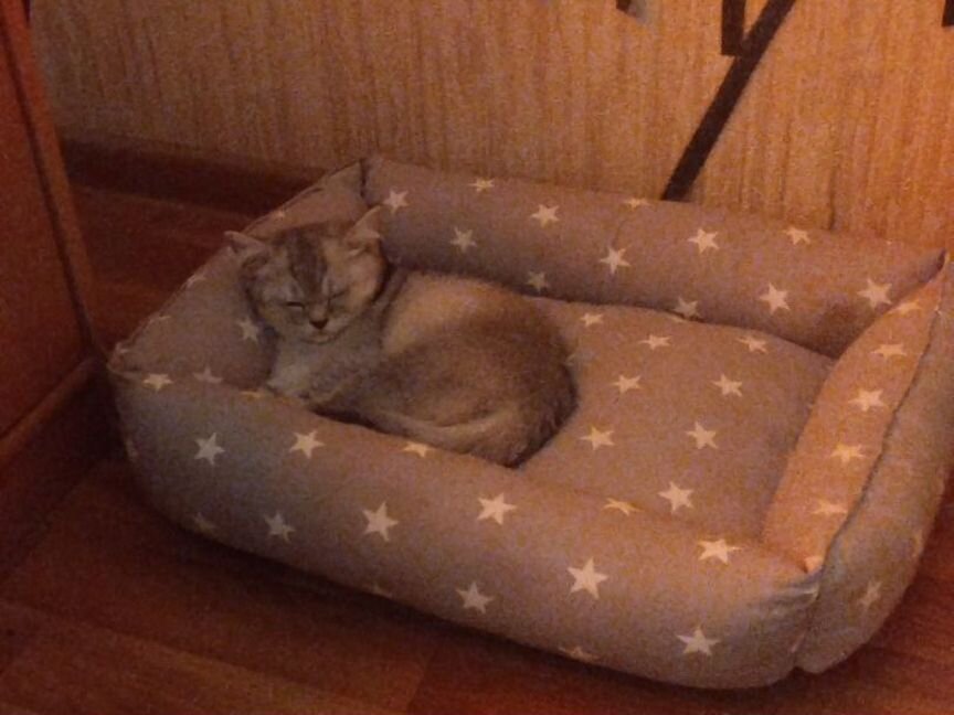 Котенок смесь британца и шотландца