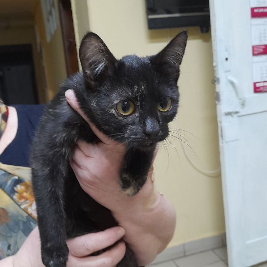 Девочка 6 месяцев