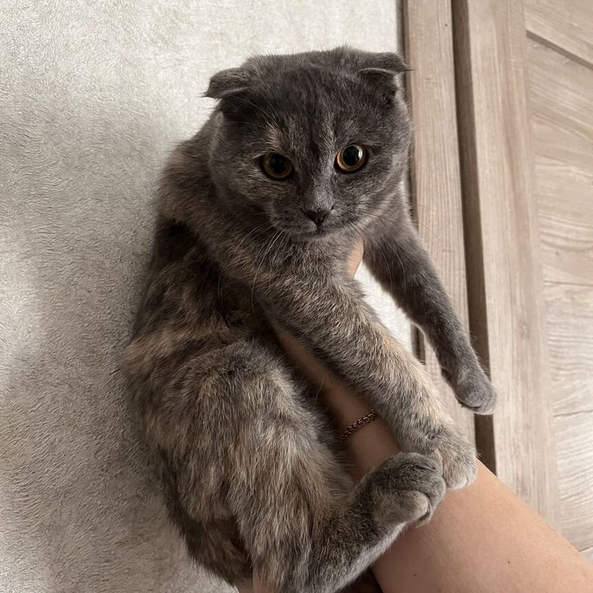Вислоухая девочка