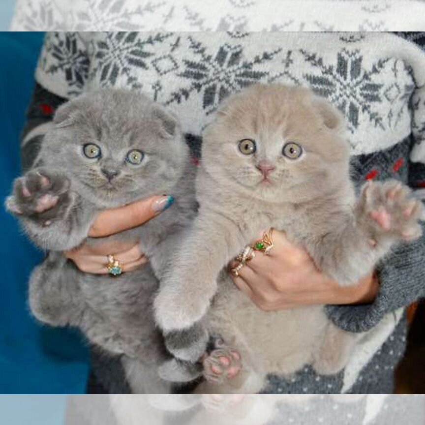 Шотландский вислоухий короткошёрстный котёнок