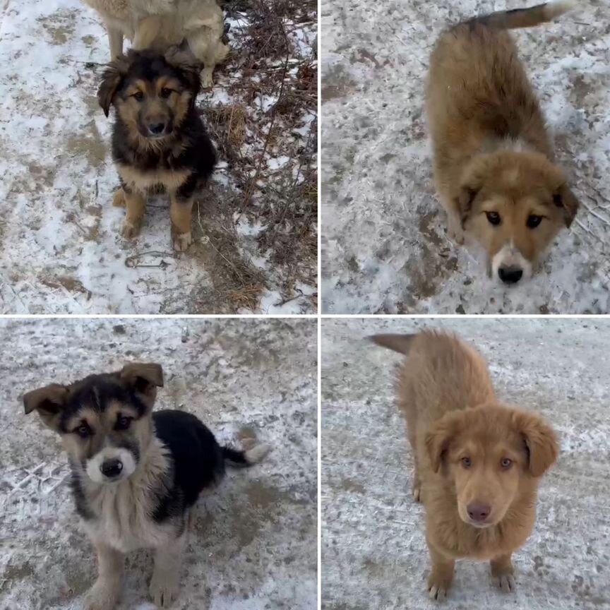 Щенки - смертники