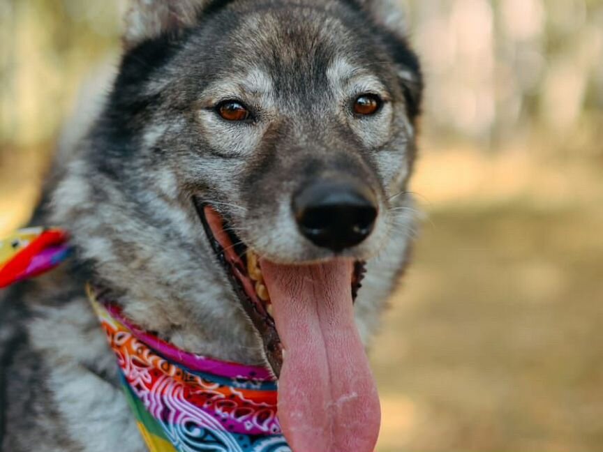 Статный пёс Гром станет преданным другом