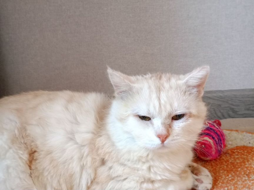 Котик Филя