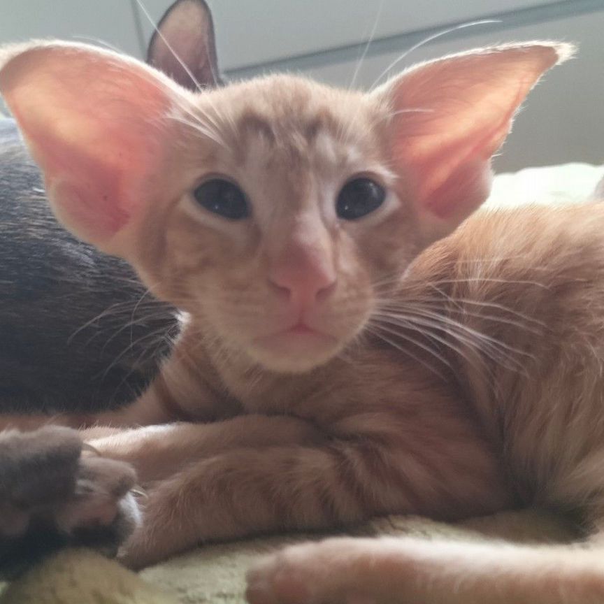 Ориентальный котёнок