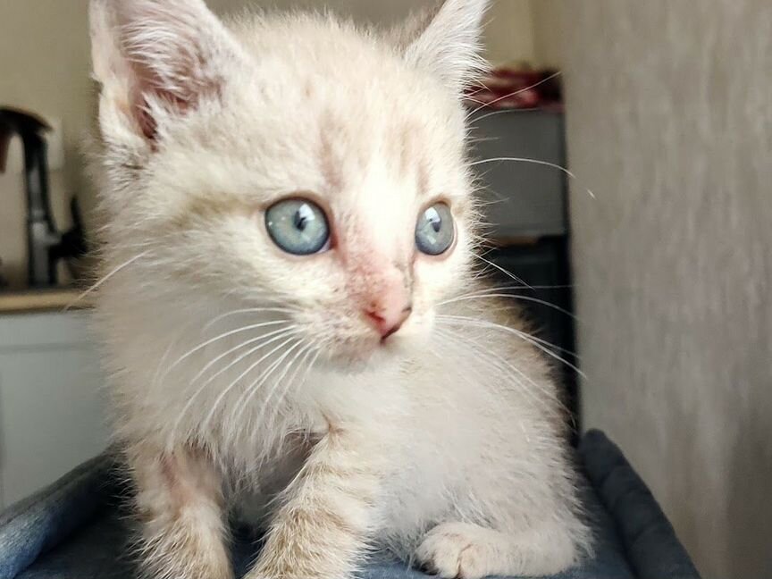 Котёнок - милашка Беляшик