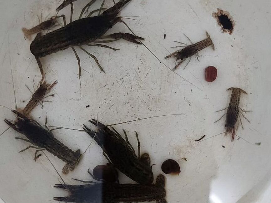 Аквариумные раки