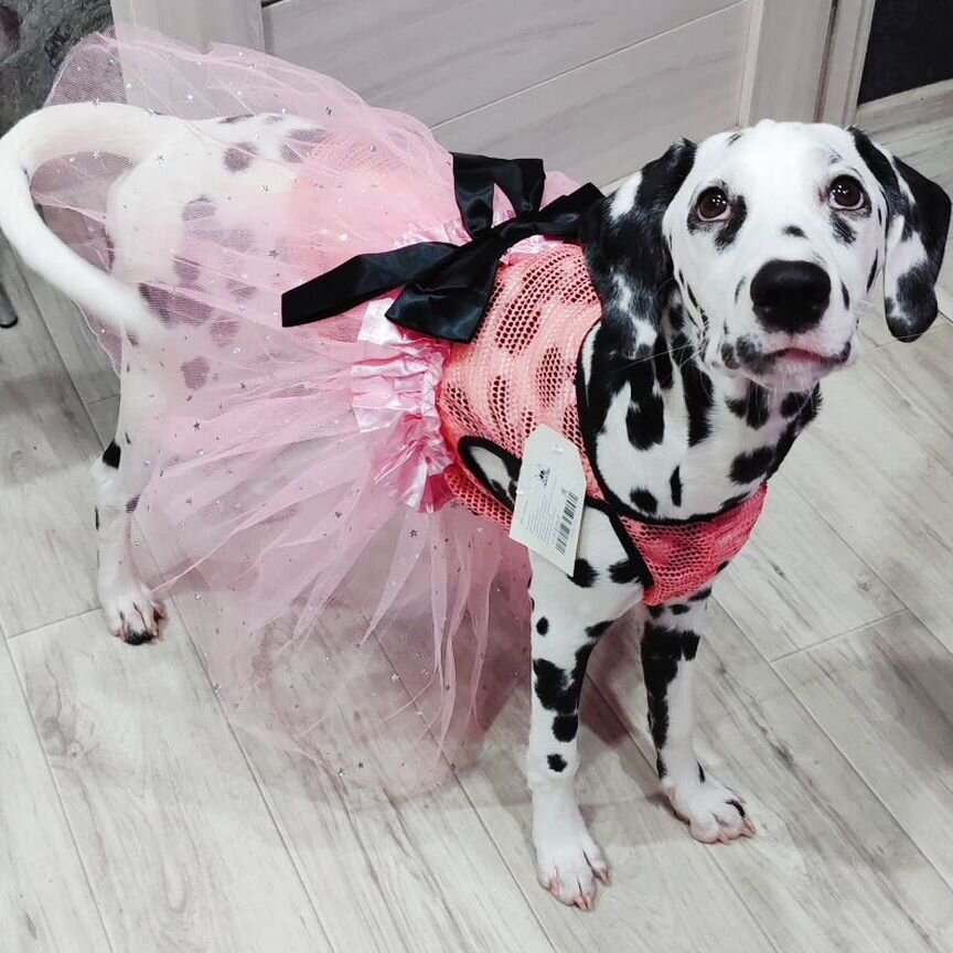 Костюм принцессы для собак средних пород