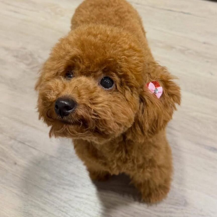 Той-пудель, щенок