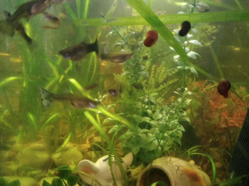 Рыбки аквариумные гуппи