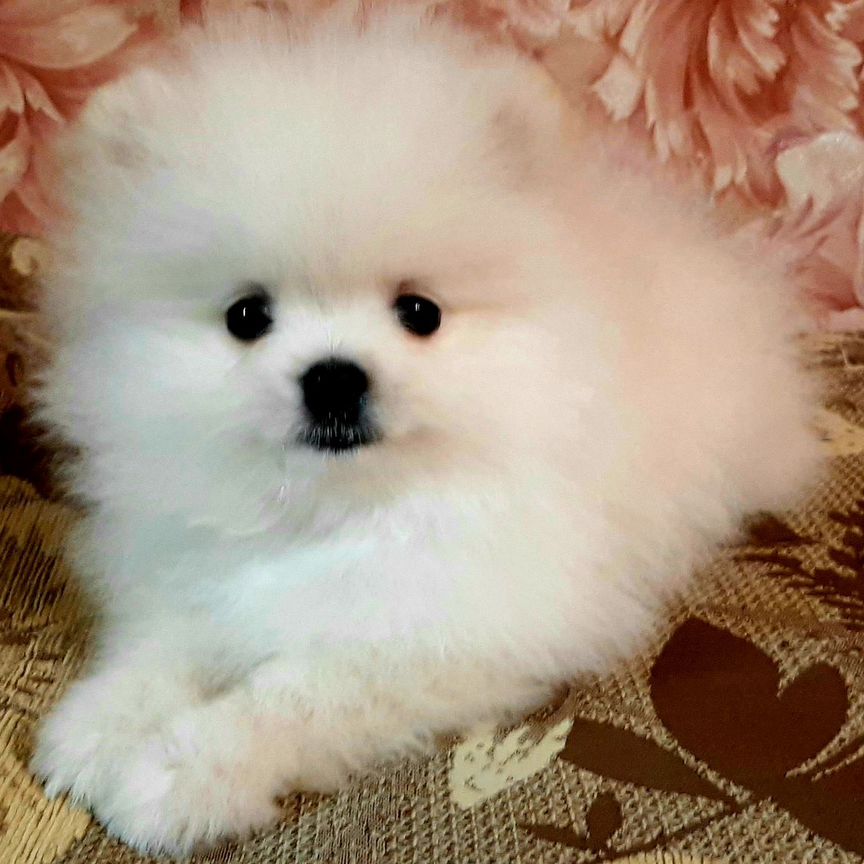 Померанский шпиц