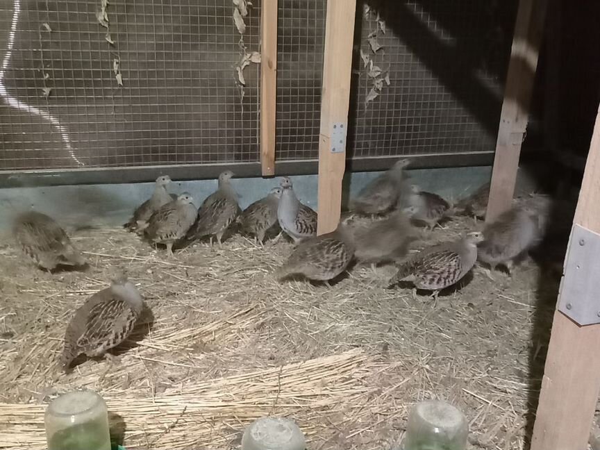 Серая куропатка