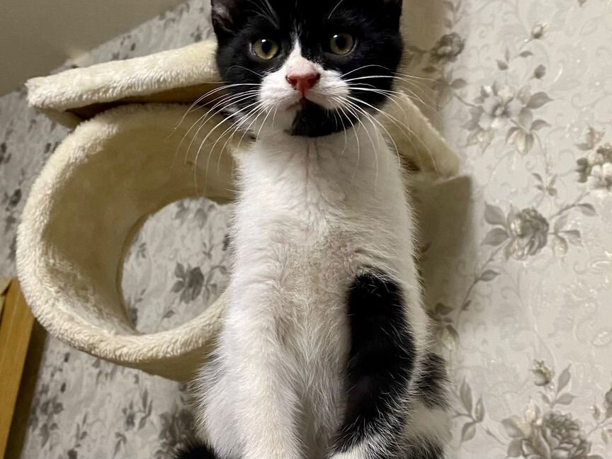 Стильные и плюшевые котятки