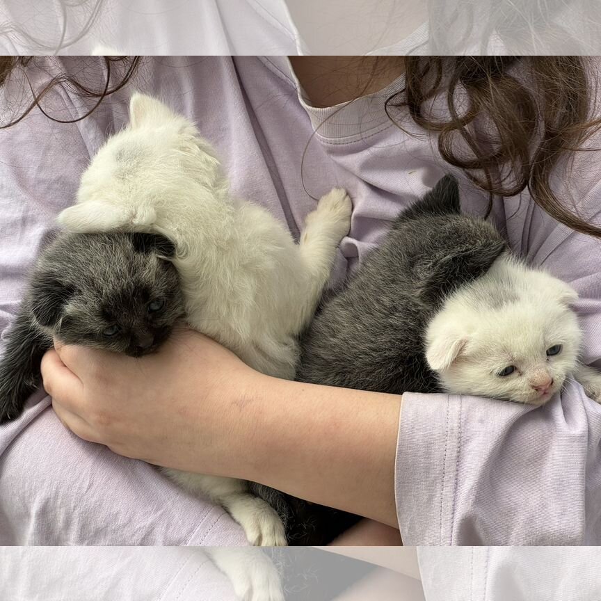 Котята в добрые руки 1 месяц