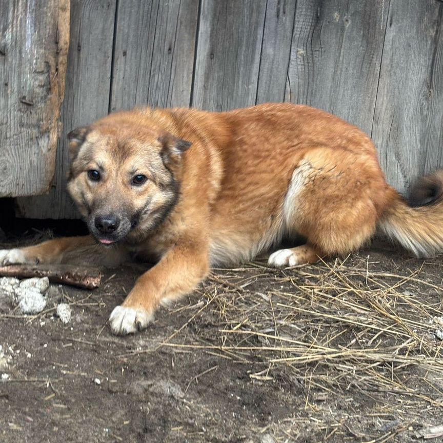 Немецкая овчарка, щенок