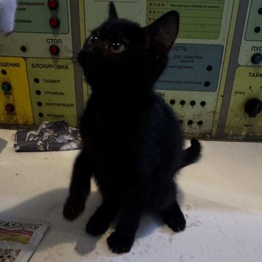 Котёнок в добрые руки