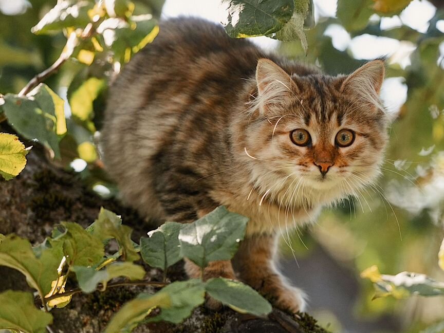 Джоли красавица с документами