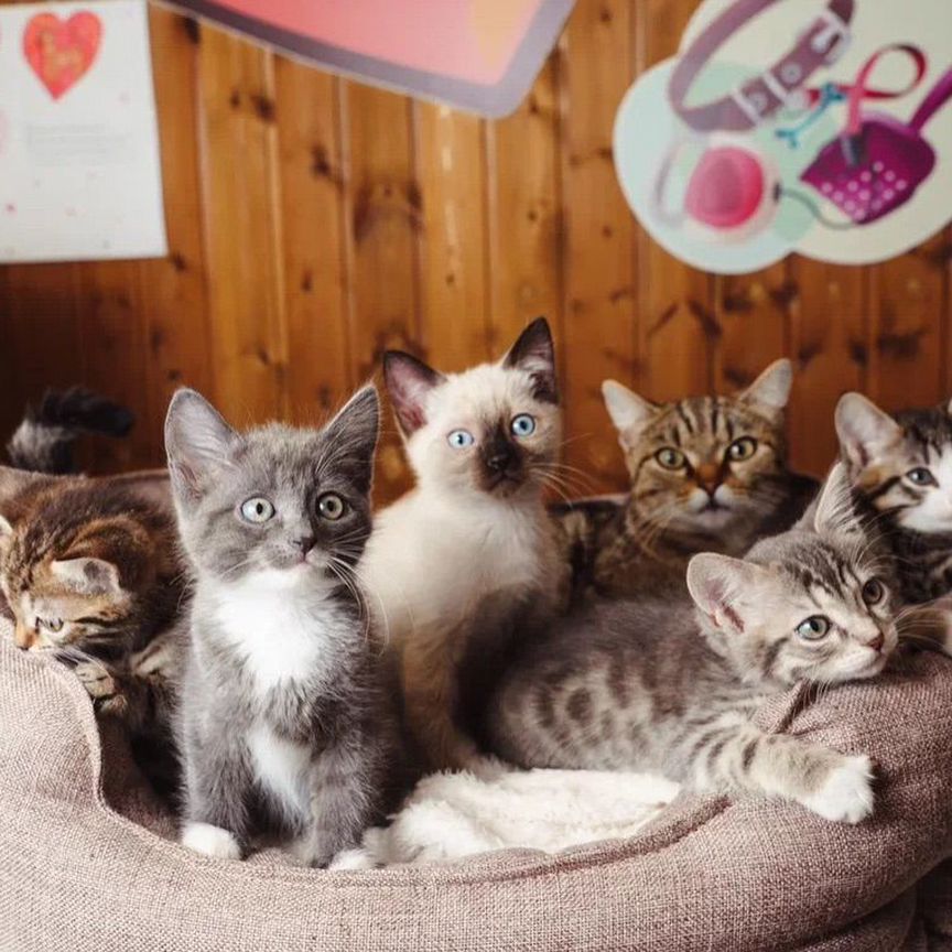 Котята ищут добрые ручки