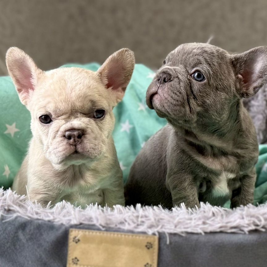 Французский бульдог, щенок
