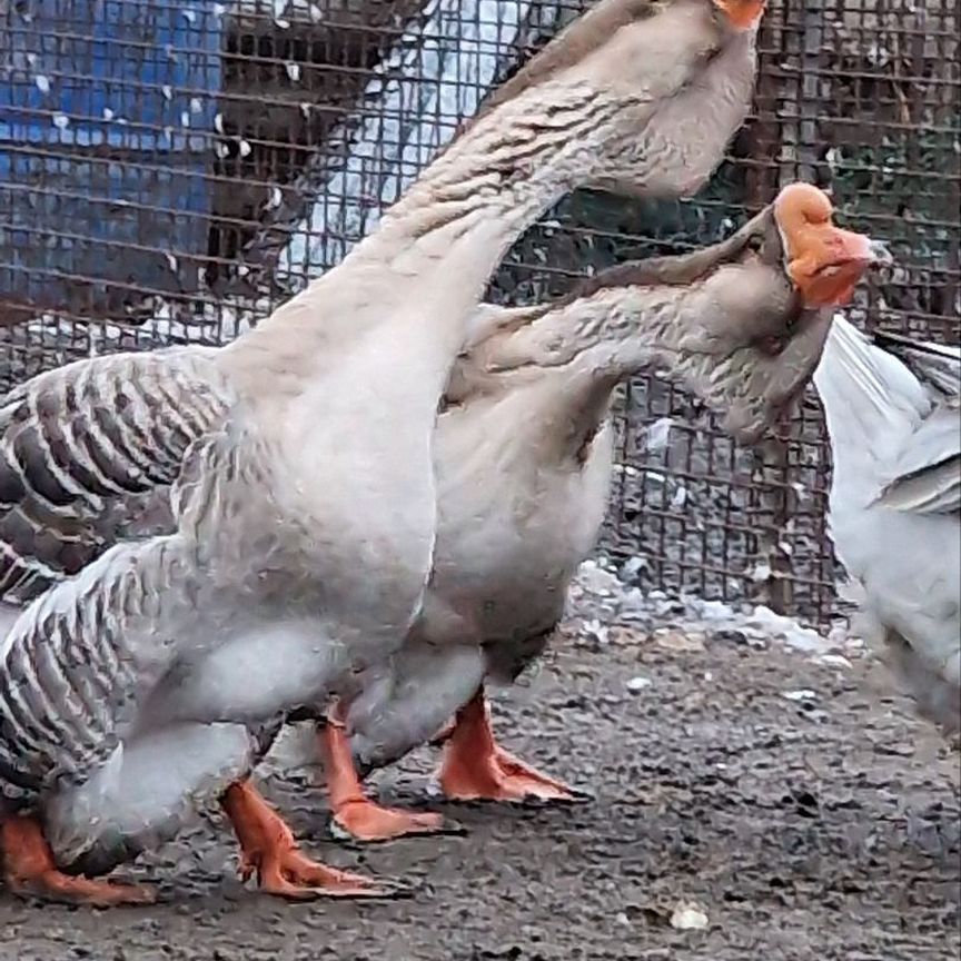 Холмогорские гуси