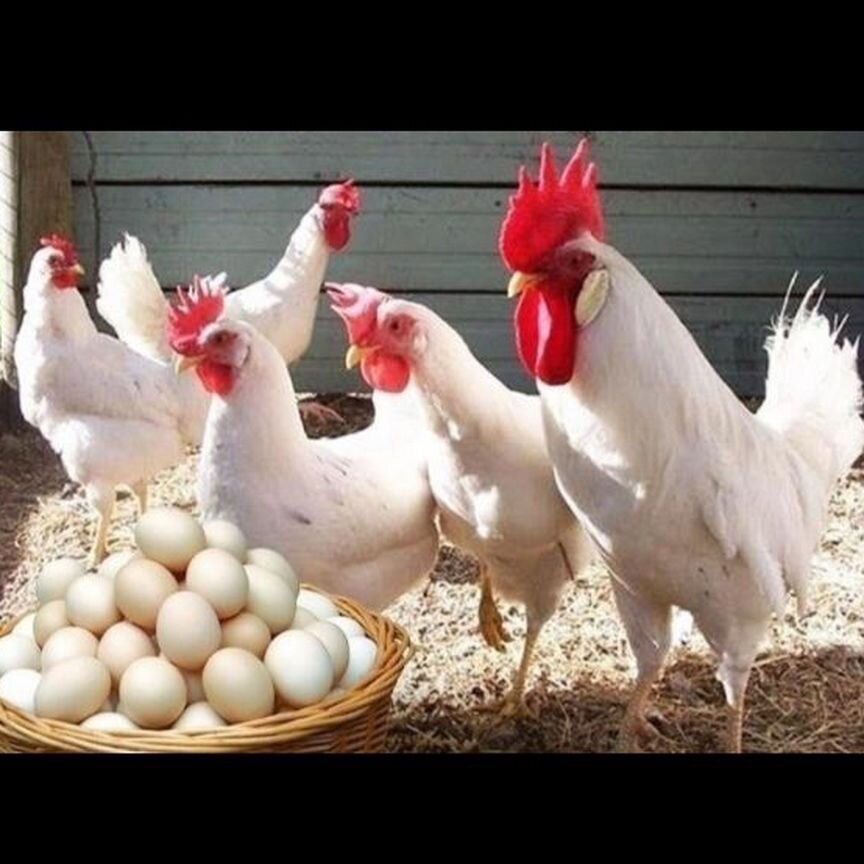 Продам петуха Леггорн белый